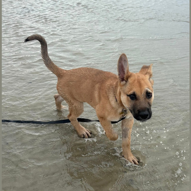 Taupe - Medium Male German Shepherd Dog x Staffordshire Bull Terrier ...