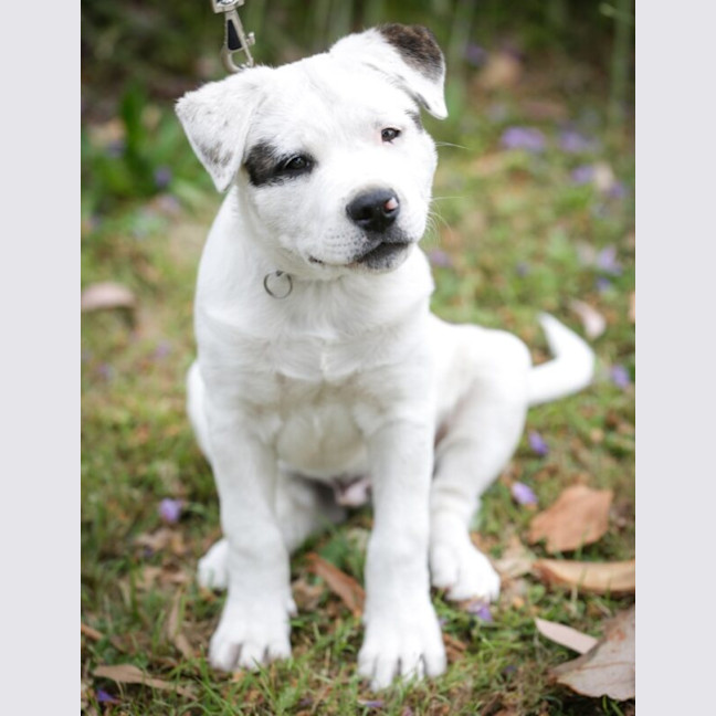 Stripe - Large Male American Staffordshire Terrier Mix Dog in NSW ...