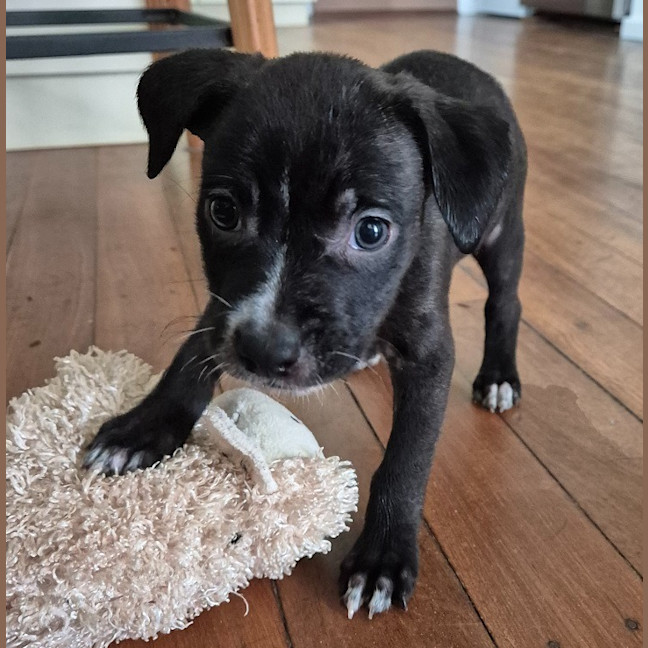 Sadie - Medium Female Mixed breed Mix Dog in WA - PetRescue