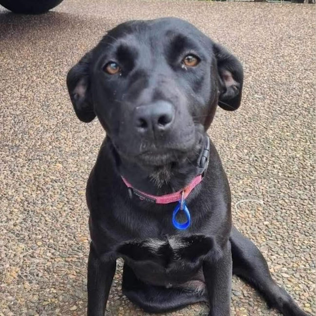 Izzy - 1 Year Old Staffy X Kelpie (Trial) - Medium Female American ...