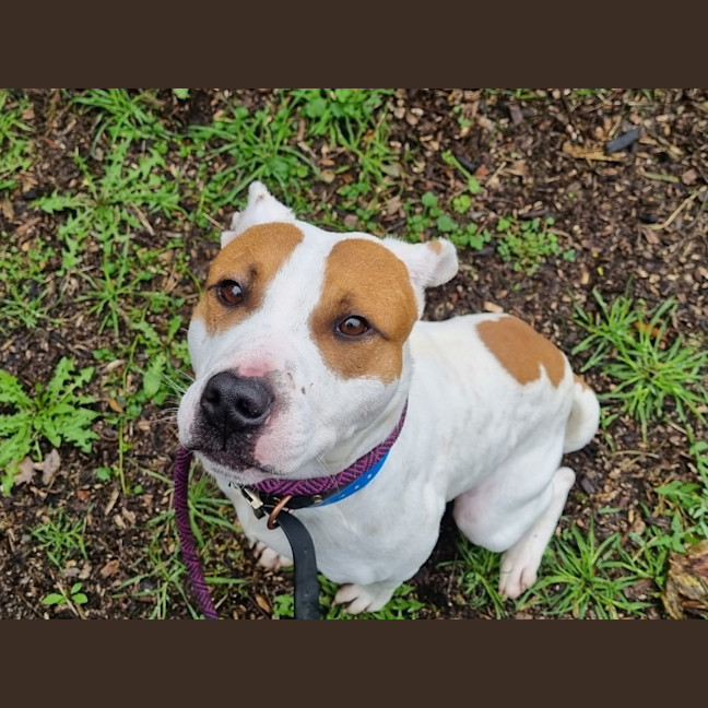 Hippo imp 1784 - Large Male American Staffordshire Terrier Dog in NSW ...