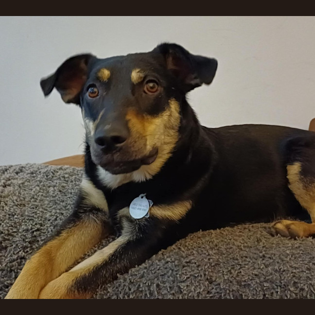 Ollie - Medium Male Welsh Corgi (Pembroke) x Australian Kelpie Mix Dog ...