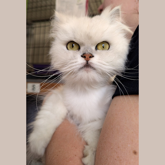 Miffy - Female Chinchilla Mix Cat in QLD - PetRescue