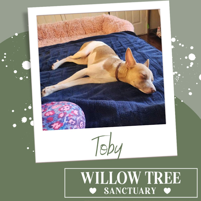 Toby - Small Male Fox Terrier Dog in NSW - PetRescue