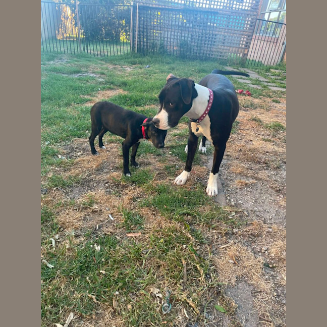 Polka - Medium Female Border Collie x Staffordshire Bull Terrier Mix ...