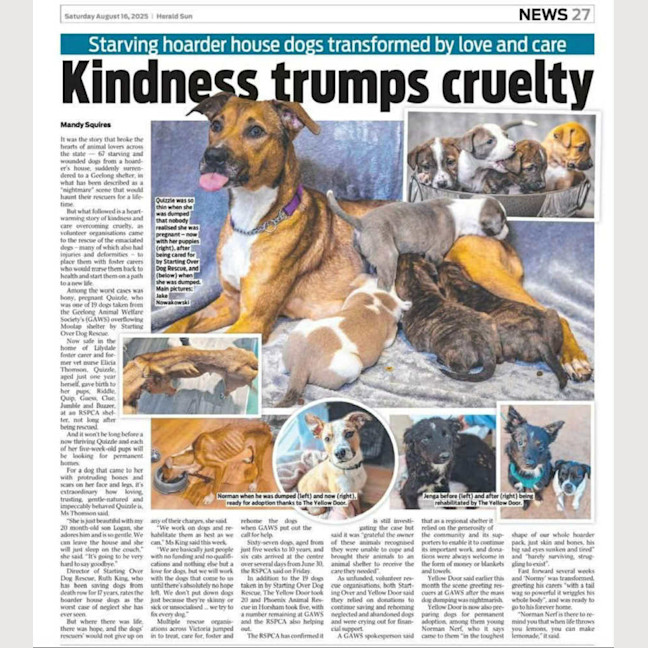 Quip - Medium Female Australian Kelpie Mix Dog in VIC - PetRescue