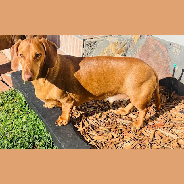 Henry - Small Male Dachshund (Smooth Haired) Dog in NSW - PetRescue