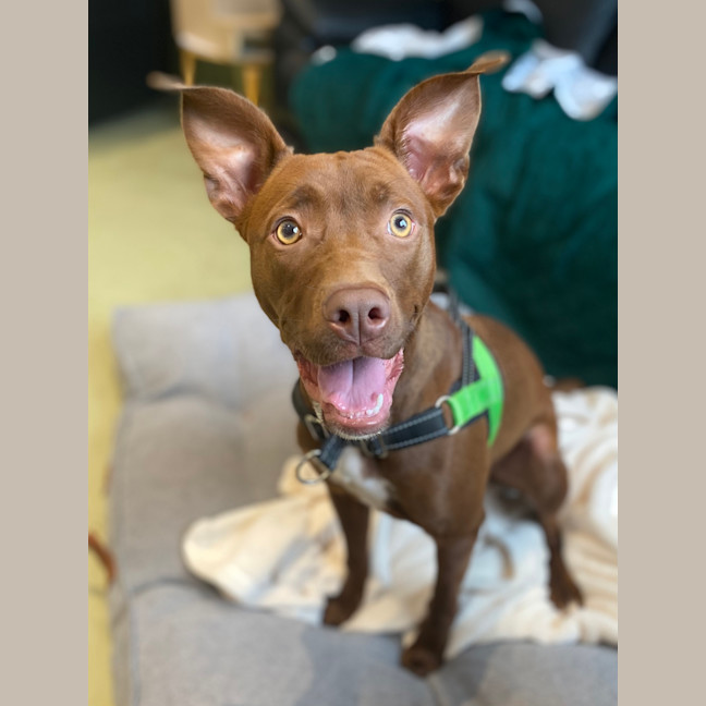 Scarlett - Medium Female Kelpie x American Staffordshire Terrier Mix Dog in VIC - PetRescue