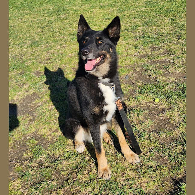 Nala (63963) - Medium Female Kelpie x Siberian Husky Mix Dog in VIC ...