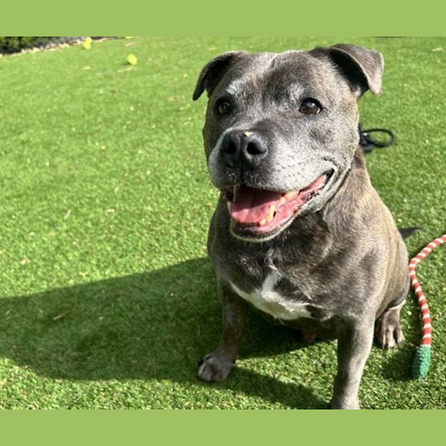 Odie - Medium Male English Staffy Mix Dog in VIC - PetRescue