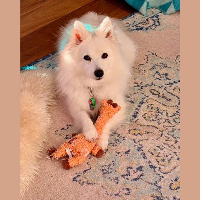 Kiko - Small Female Japanese Spitz Dog in VIC - PetRescue