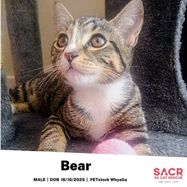 Bear - Male Domestic Short Hair (DSH) Cat in SA - PetRescue
