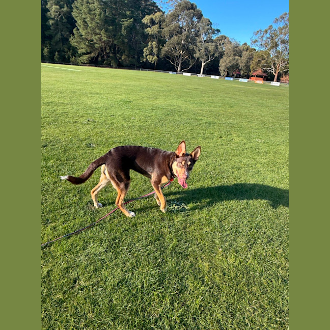 Radiant - Medium Female Australian Kelpie x German Shepherd Dog Mix Dog ...
