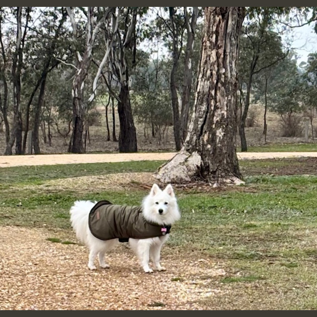 Kiko - Small Female Japanese Spitz Dog in VIC - PetRescue