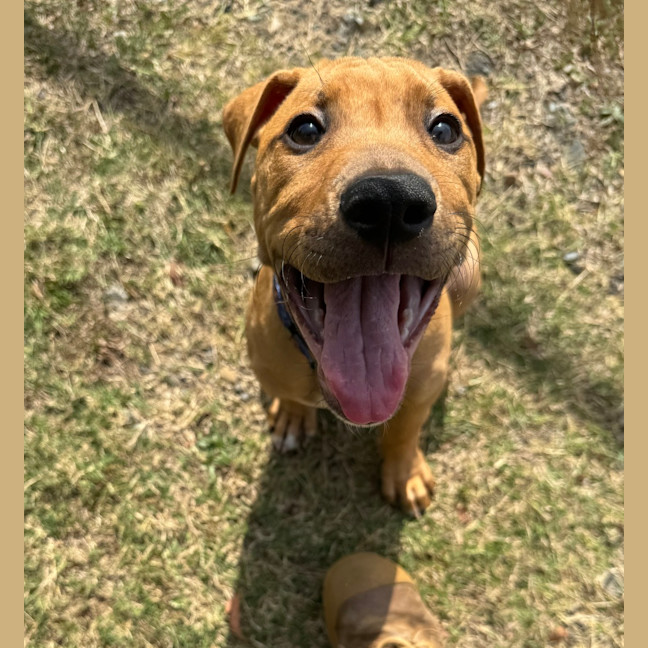 Taj - Large Male Kelpie x Rhodesian Ridgeback Mix Dog in QLD - PetRescue