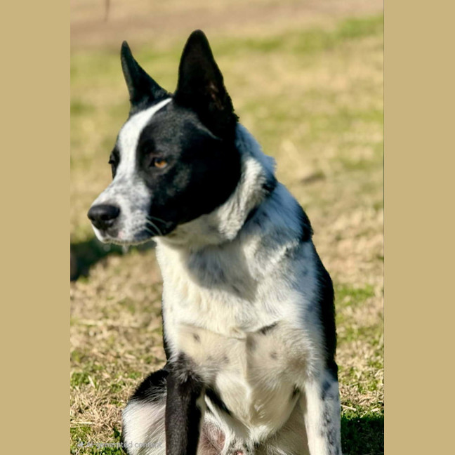 Digger - Medium Male Australian Cattle Dog x Border Collie Mix Dog in NSW - PetRescue