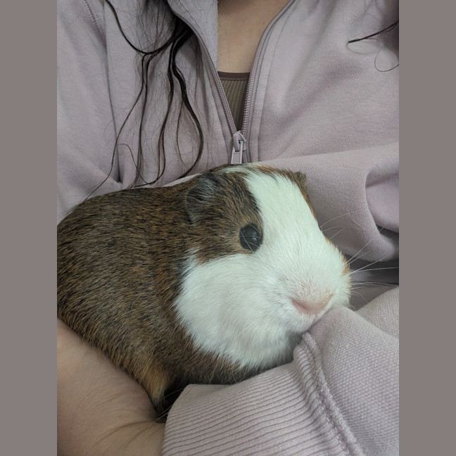 Chip - Male Short-hair Guinea Pig in VIC - PetRescue