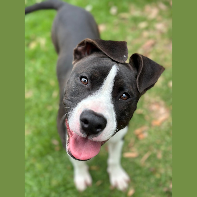 Cookie - Medium Female American Staffordshire Terrier Mix Dog in NSW - PetRescue