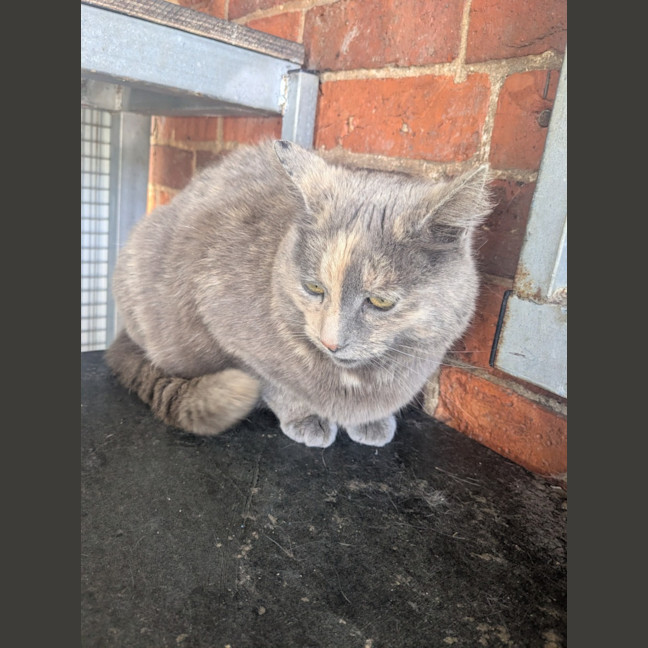 Smudge - Female Domestic Short Hair (DSH) Cat in VIC - PetRescue