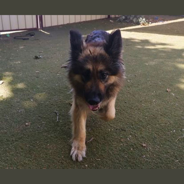 Lucy - Large Female German Shepherd Mix Dog in VIC - PetRescue