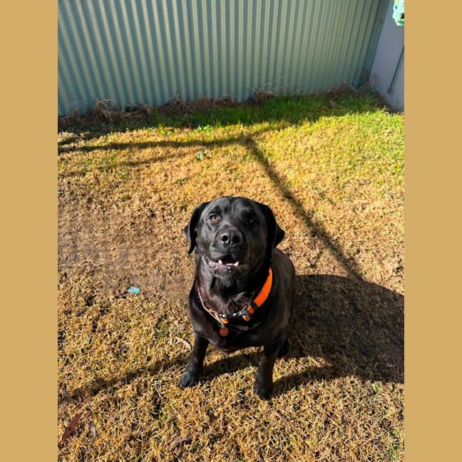 Archie - Large Male Labrador Retriever Dog in NSW - PetRescue