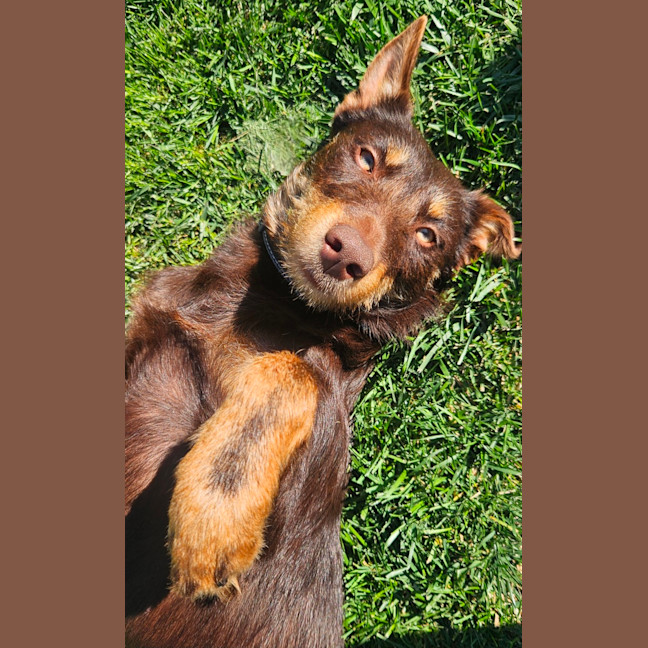 Ruby - Medium Female Australian Kelpie Mix Dog in ACT - PetRescue