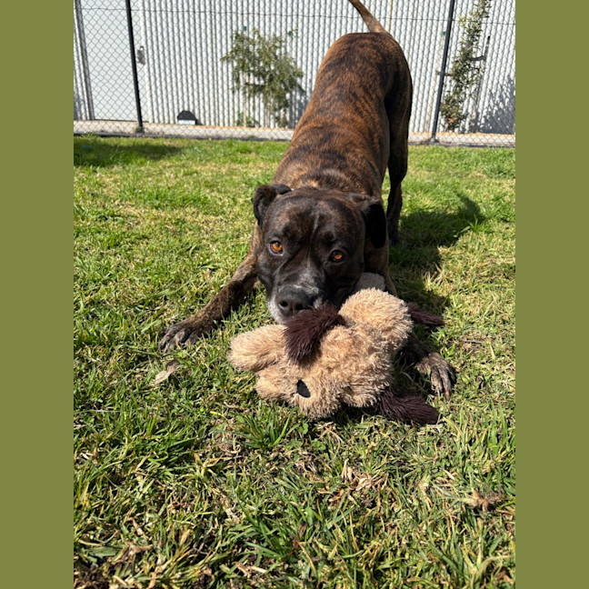 Simba - Large Male Bull Arab Mix Dog in VIC - PetRescue