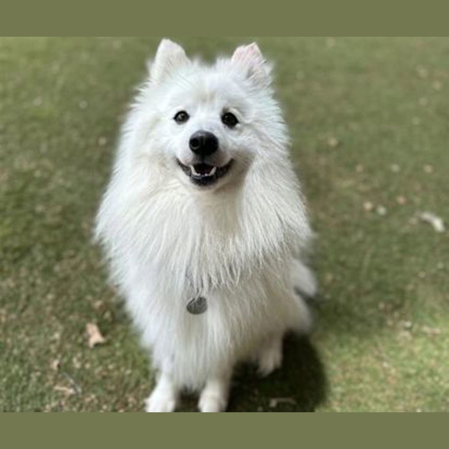 Floki - Small Male Japanese Spitz Mix Dog in VIC - PetRescue