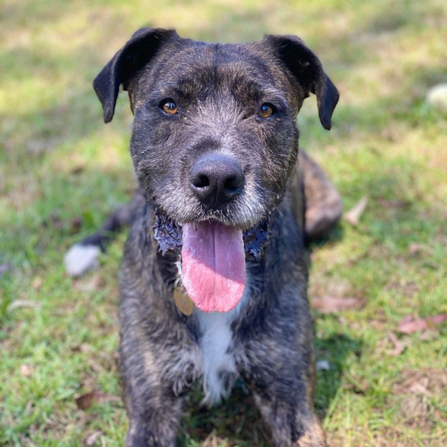 Aro - Large Male Bull Arab x Staghound Mix Dog in VIC - PetRescue