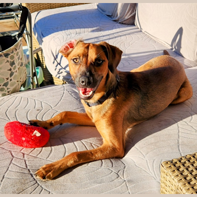 Finlay - Small Male Australian Kelpie Mix Dog in QLD - PetRescue