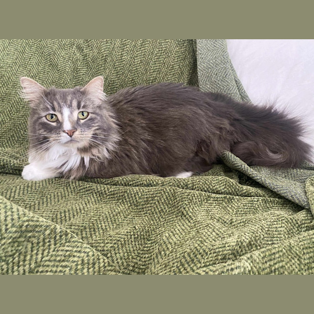 Merlin - Male Domestic Medium Hair (DMH) Cat in VIC - PetRescue