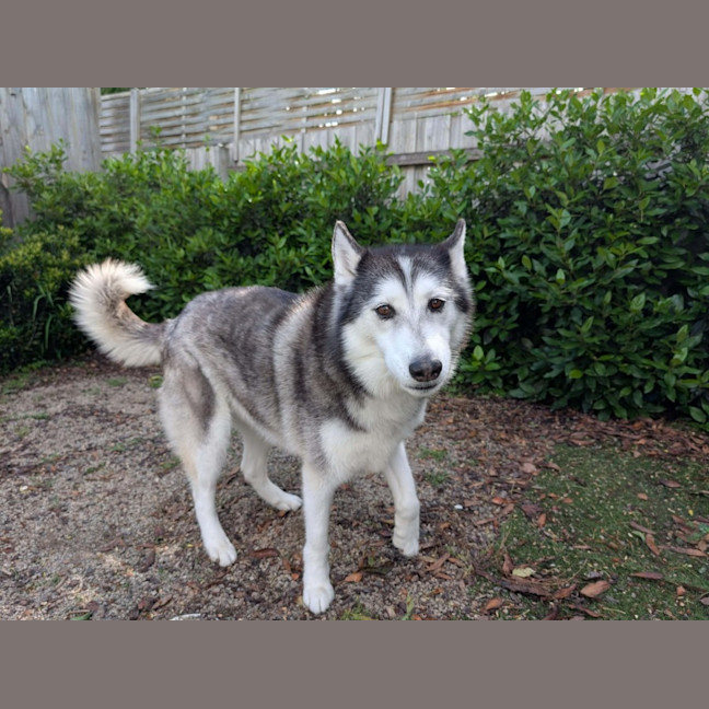 Sheeba - Medium Female Siberian Husky Dog in VIC - PetRescue