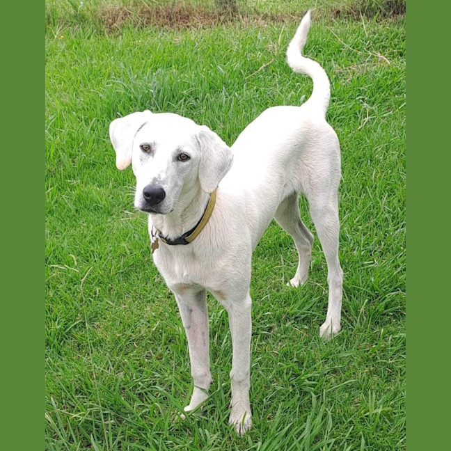 Marlie - Medium Female Maremma Sheepdog Mix Dog in NSW - PetRescue