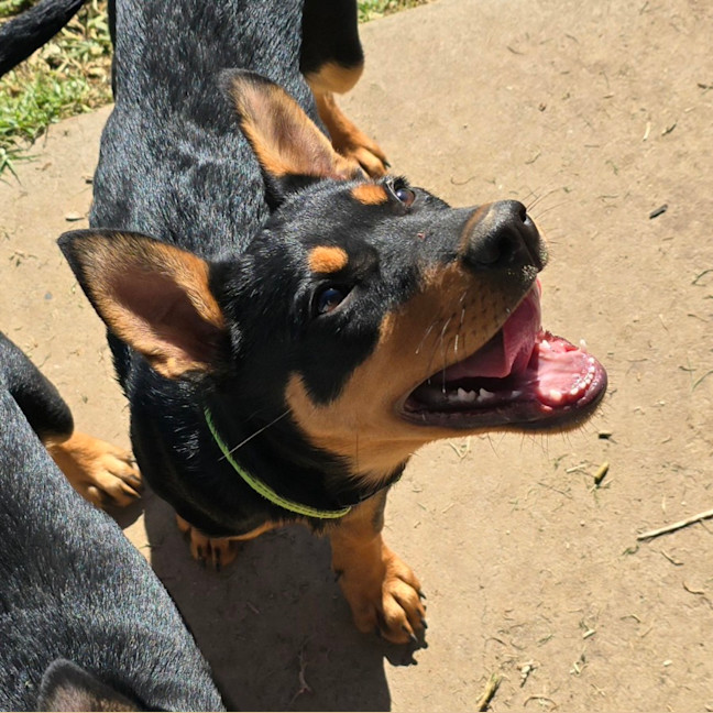 Cauliflower - Medium Male Australian Kelpie Dog in VIC - PetRescue