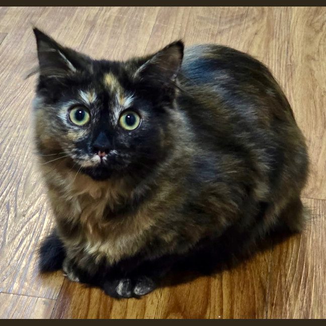 Flicker Six - Female Domestic Medium Hair (DMH) Cat in VIC - PetRescue