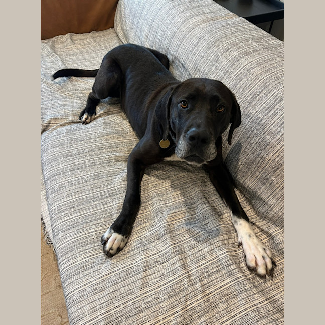 Nanala - Large Female Great Dane Mix Dog in VIC - PetRescue