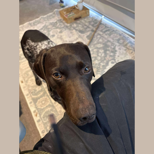 Cinnamon - Medium Male German Shorthaired Pointer Dog in VIC - PetRescue