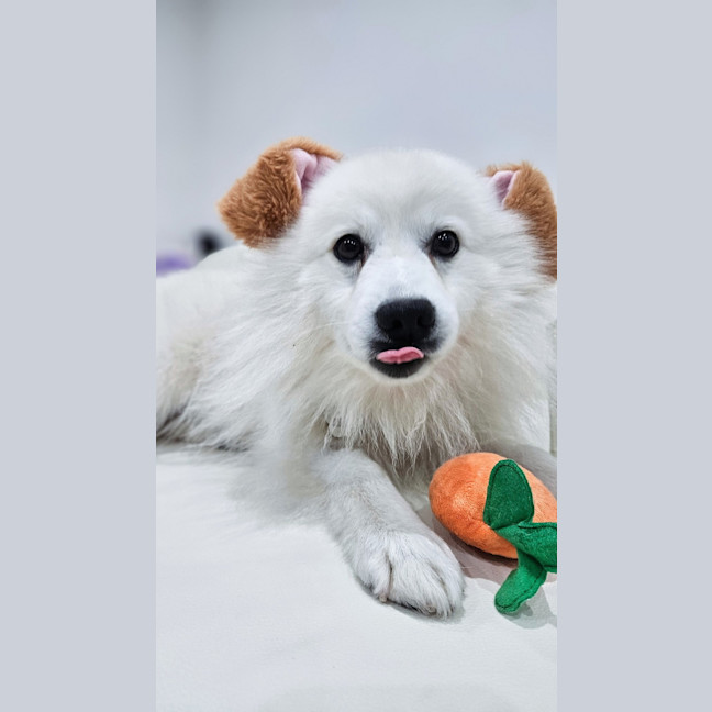 Kobe - Small Male Japanese Spitz Mix Dog in VIC - PetRescue