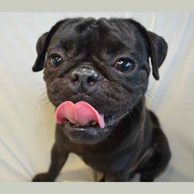 Gary - Small Male Pug Dog in QLD - PetRescue