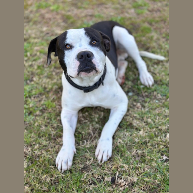 Prince - Large Male American Bulldog x American Staffordshire Terrier ...