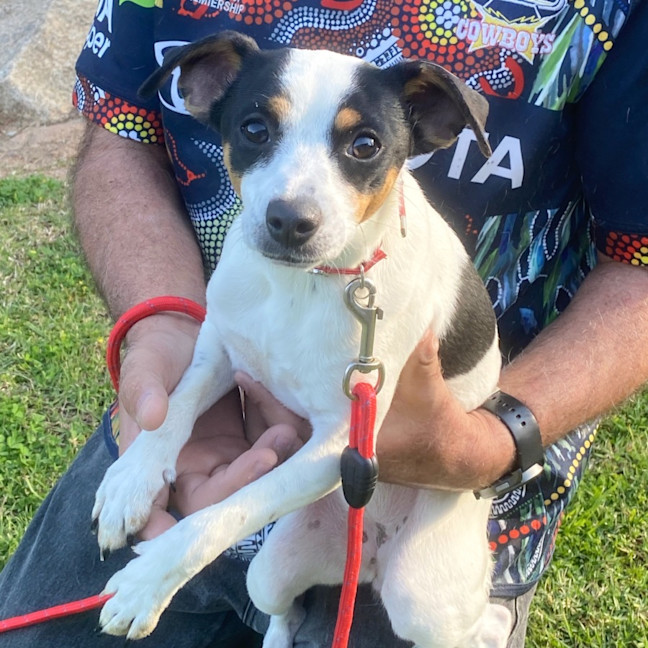 Jayla - Small Female Fox Terrier (Miniature) Dog in QLD - PetRescue