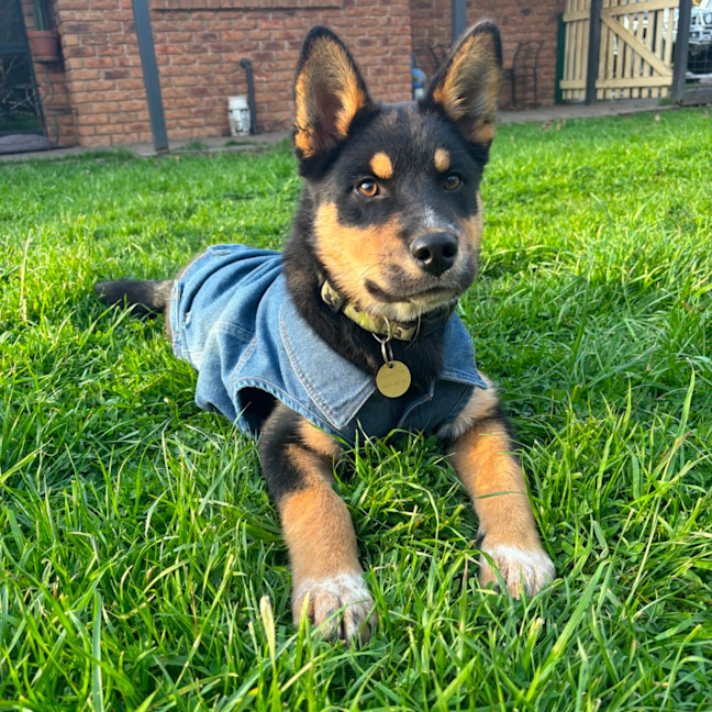 Fanza - Large Male Australian Kelpie x Alaskan Husky Mix Dog in VIC ...