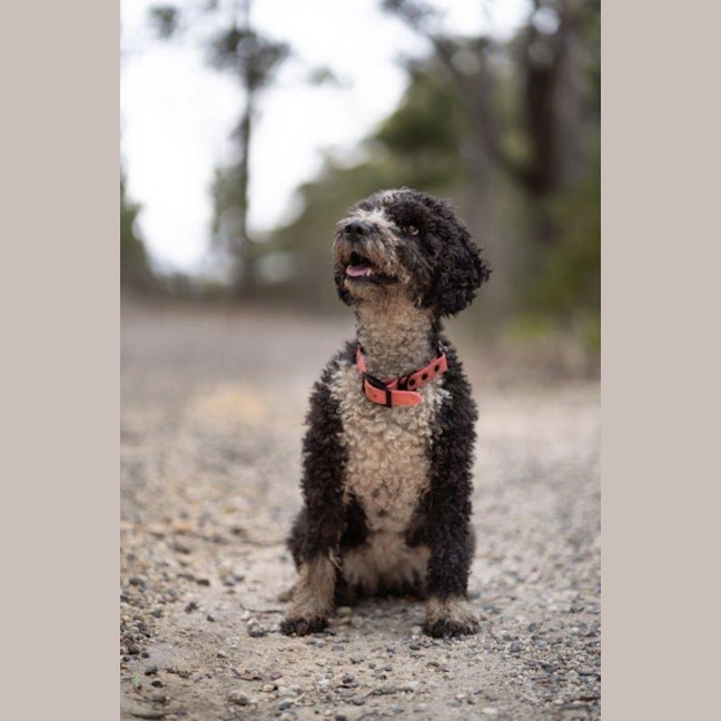 Sootie Newhaven - Medium Female Spanish Water Dog Mix Dog in VIC ...