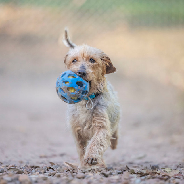 Askari - Medium Female Dachshund x Australian Silky Terrier Mix Dog in QLD - PetRescue