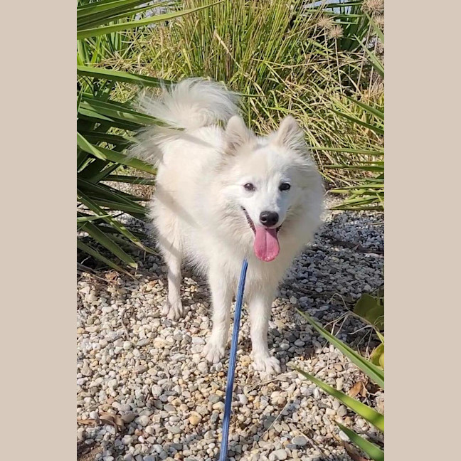 Goddess - Small Female Japanese Spitz Mix Dog in VIC - PetRescue