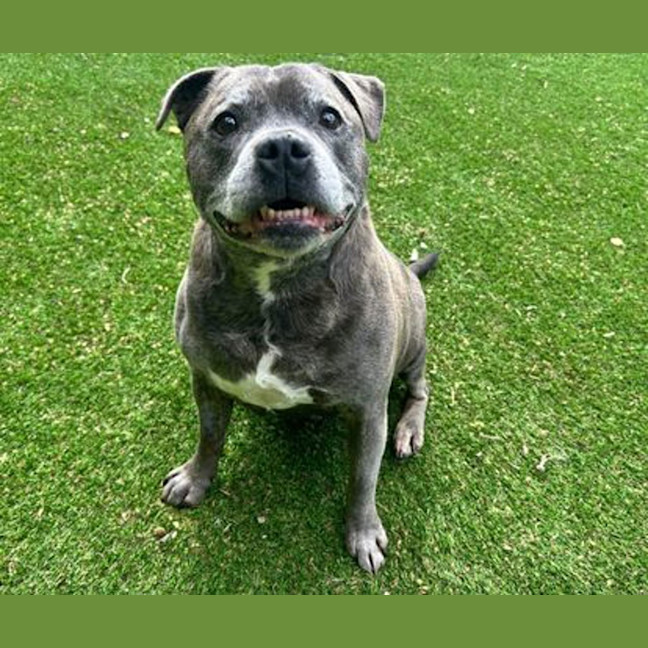 Odie - Medium Male English Staffy Mix Dog in VIC - PetRescue