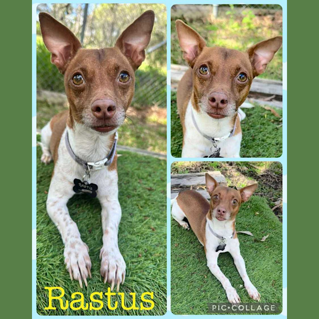 Rastus - Small Male Jack Russell Terrier Mix Dog in QLD - PetRescue