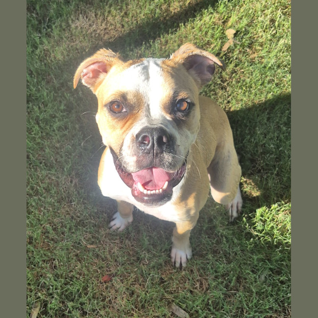 Billy - Medium Male American Bulldog Mix Dog in QLD - PetRescue