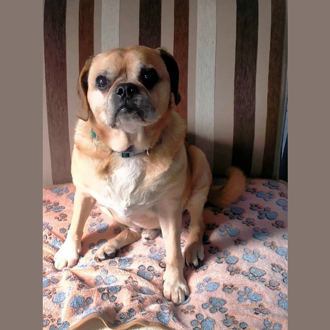 Vinnie - Medium Male Beagle x Pug Mix Dog in VIC - PetRescue