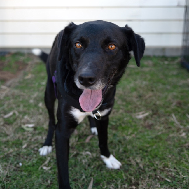 Freddie - Medium Male Border Collie x Australian Kelpie Mix Dog in QLD - PetRescue